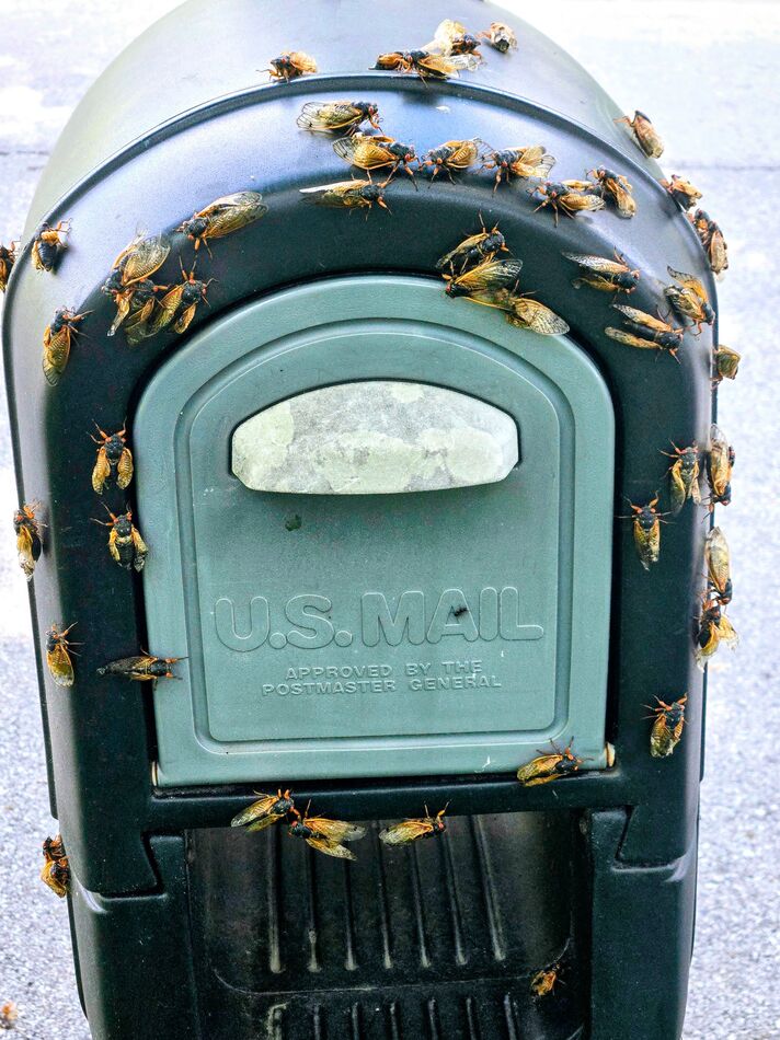 Year of the Cicada: For some reason, we have about a hundred of these ...