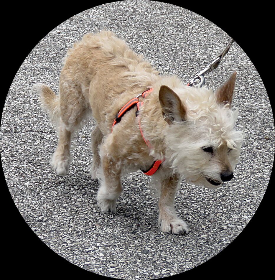 Challenge: Pointy - May 20 to 25 (Page 3): I have some pointy items...