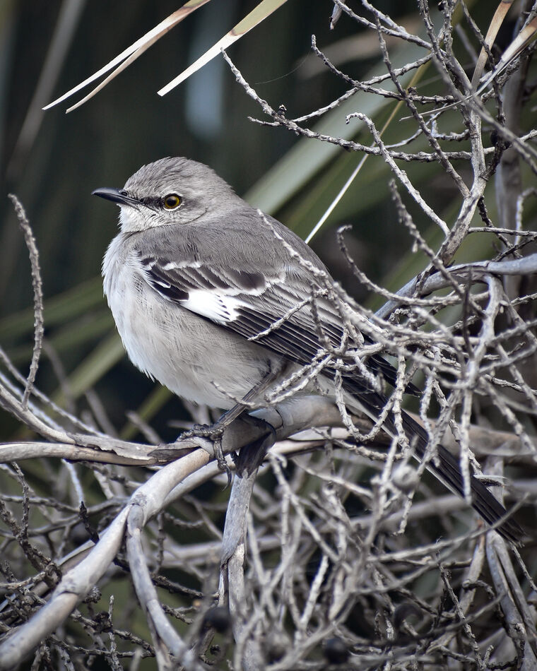 My best feather detail.. .... Of any bird I've ever photographed ...