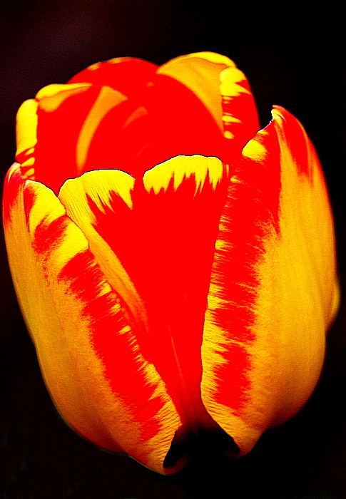 Another Tulip, Oh My! Lens: Canon EF-S 55-250mm, IS, STM Camera: Canon ...