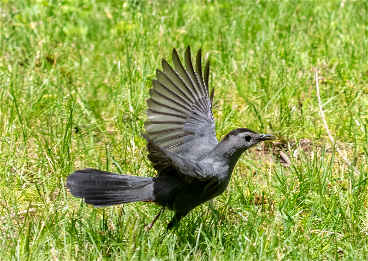 Birds of Blue Bell No. 50: Another smattering of photos taken last week.