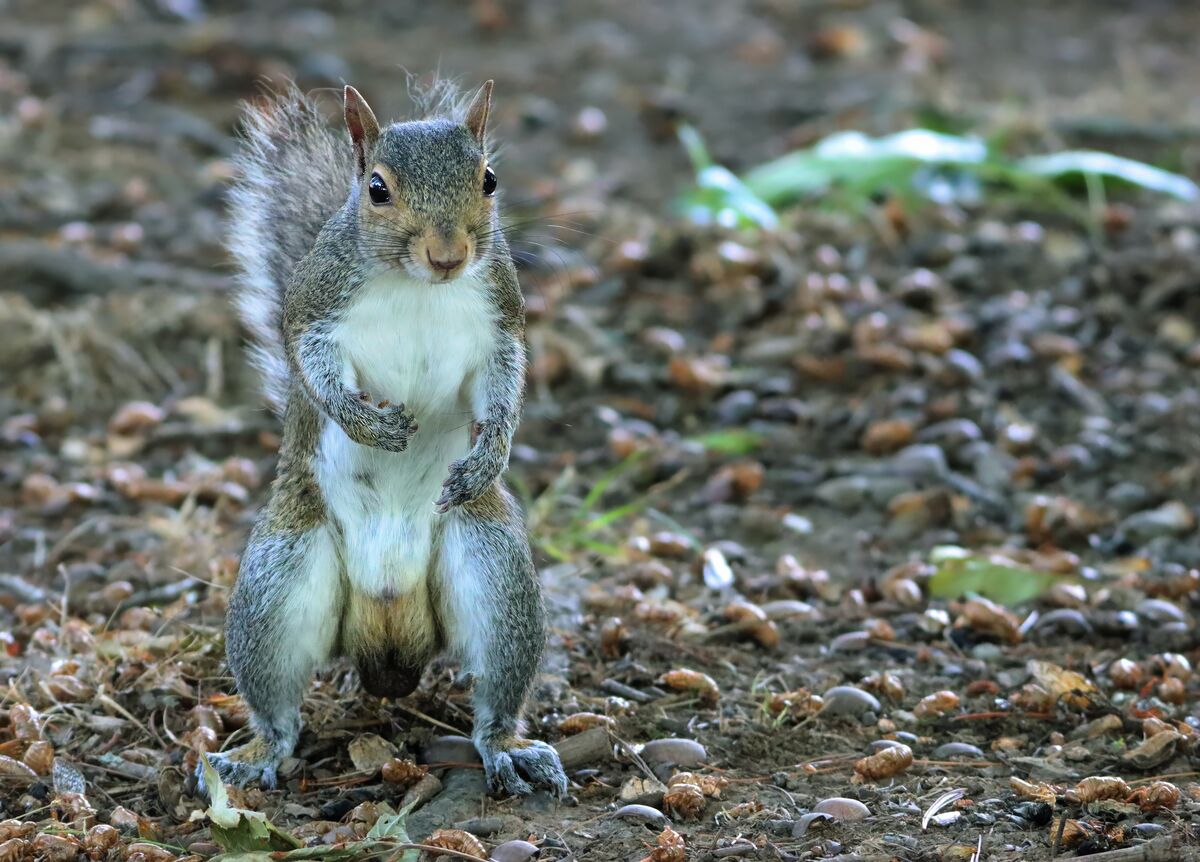 Just some squirrel moments: I'm not quite ready to venture out, so for ...
