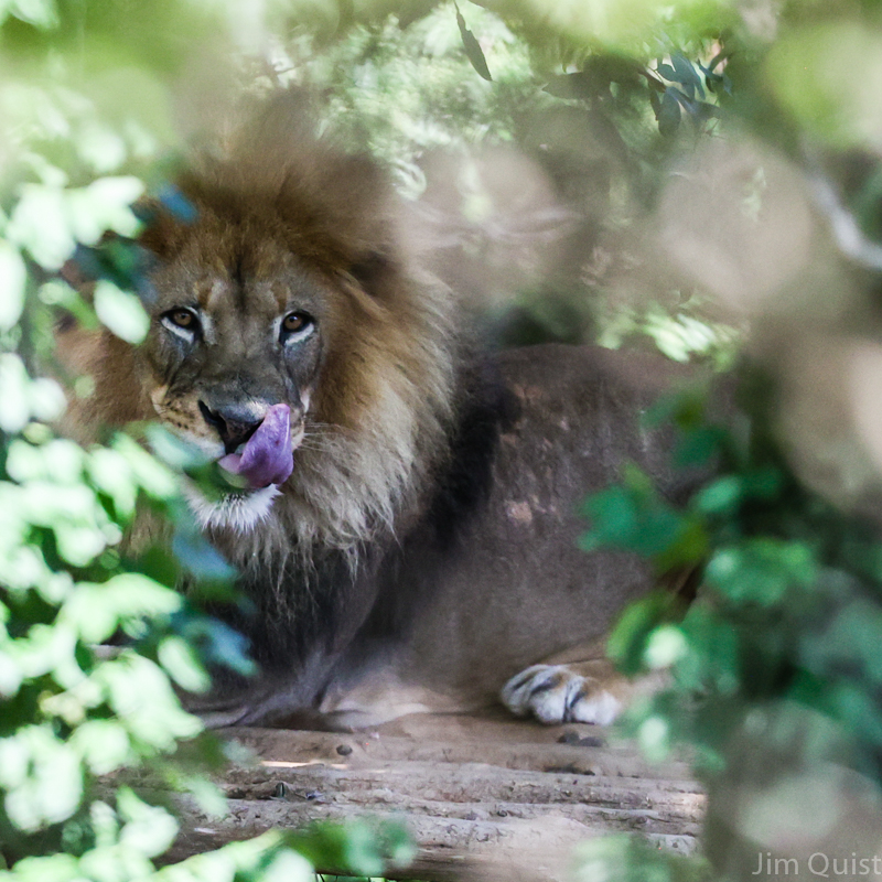 My favorite lion photos: The 300 2.8 has become my favorite lens to ...