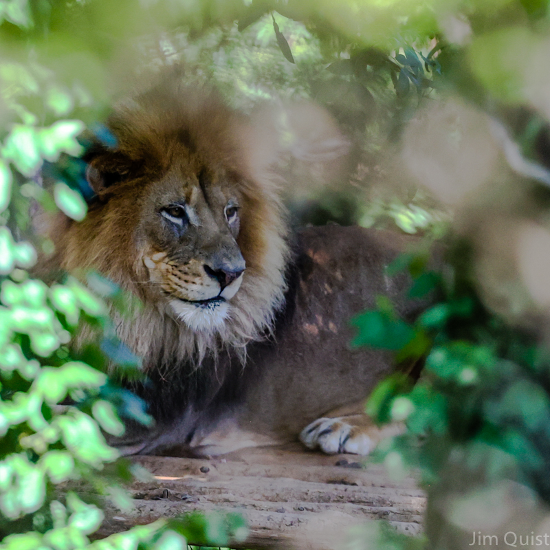 My favorite lion photos: The 300 2.8 has become my favorite lens to ...