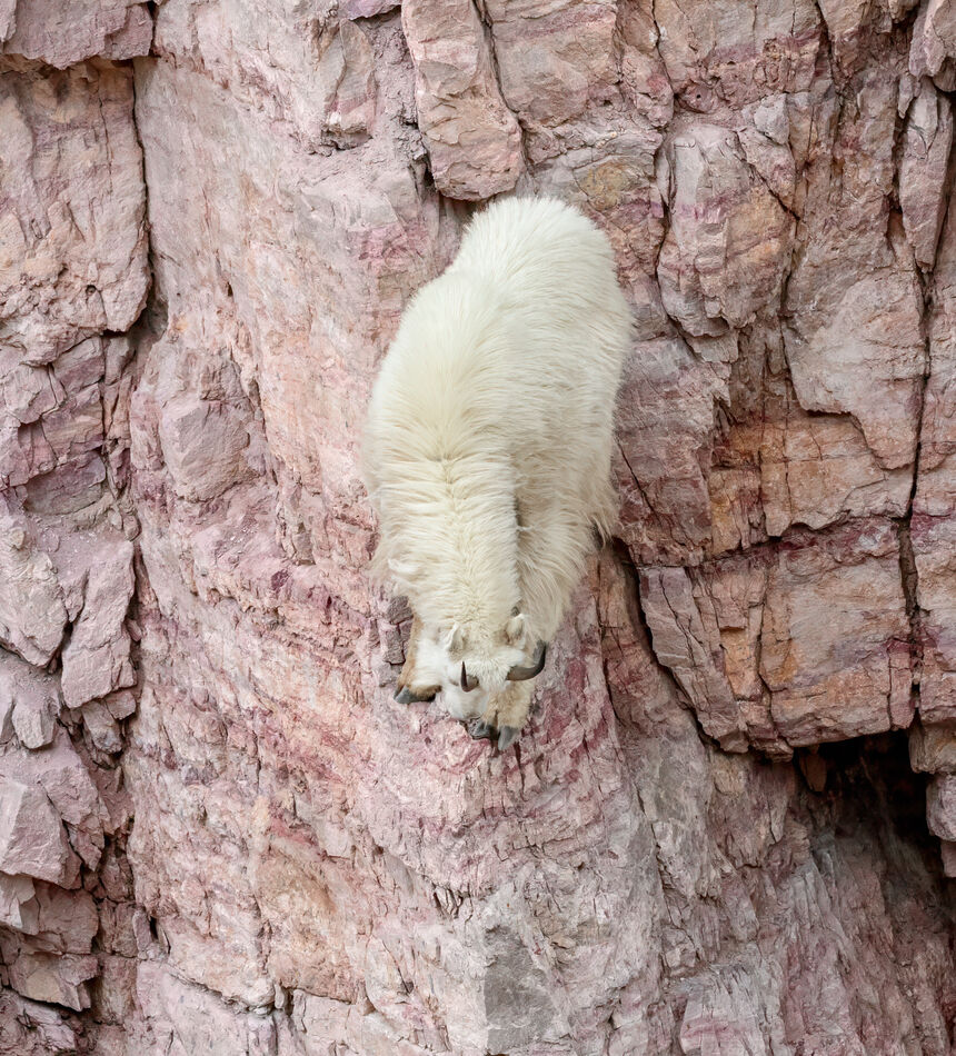 Mountain Goats: Got to see some Mountain Goats on a natural salt lick ...