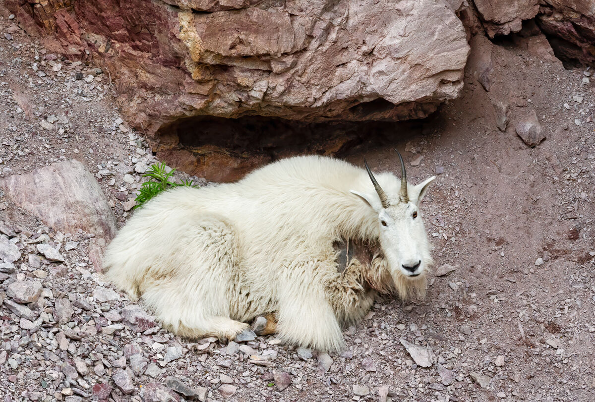Mountain Goats: Got to see some Mountain Goats on a natural salt lick ...
