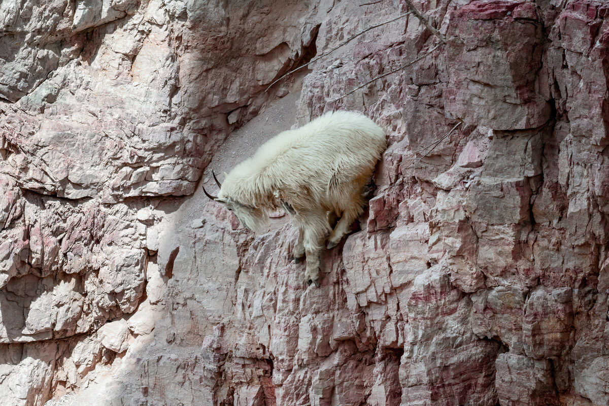 Mountain Goats: Got to see some Mountain Goats on a natural salt lick ...