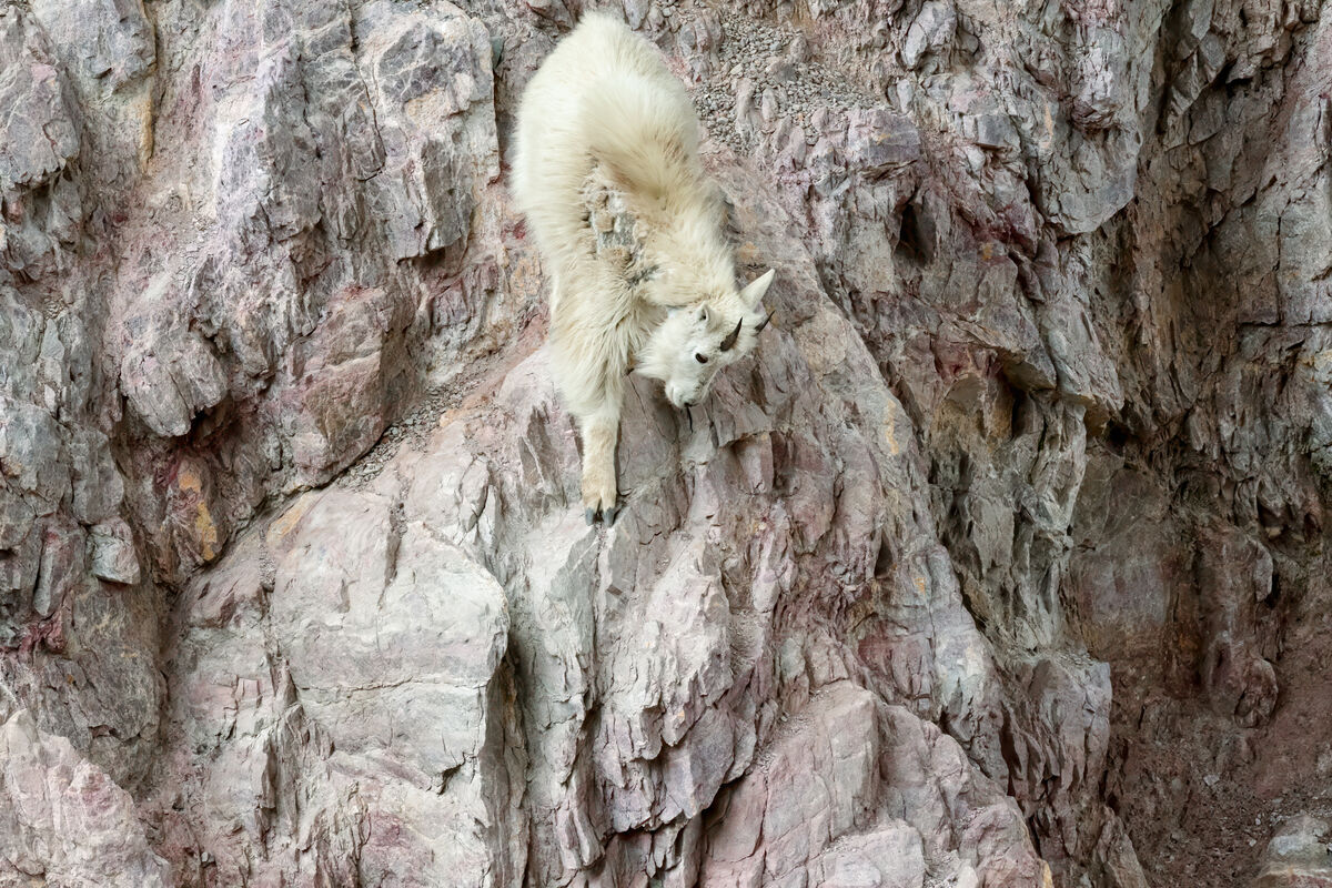 Mountain Goats: Got to see some Mountain Goats on a natural salt lick ...
