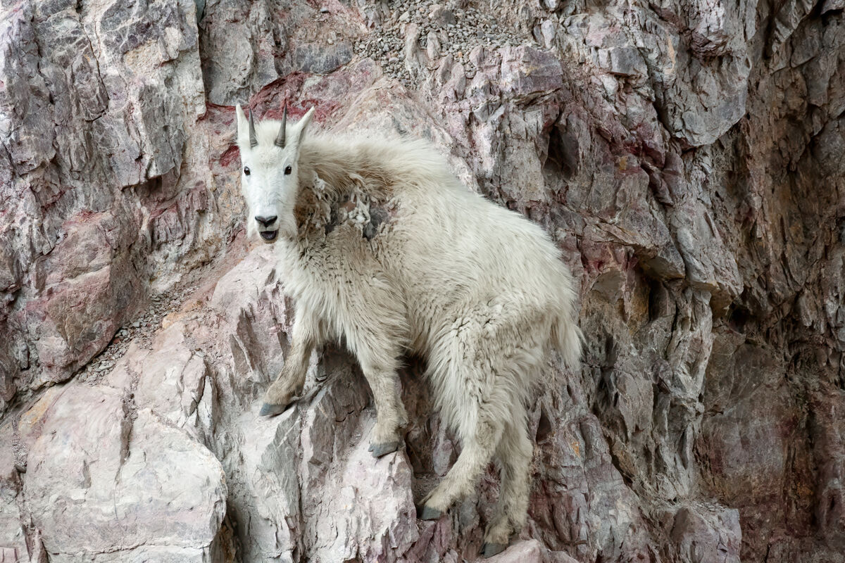 Mountain Goats: Got to see some Mountain Goats on a natural salt lick ...
