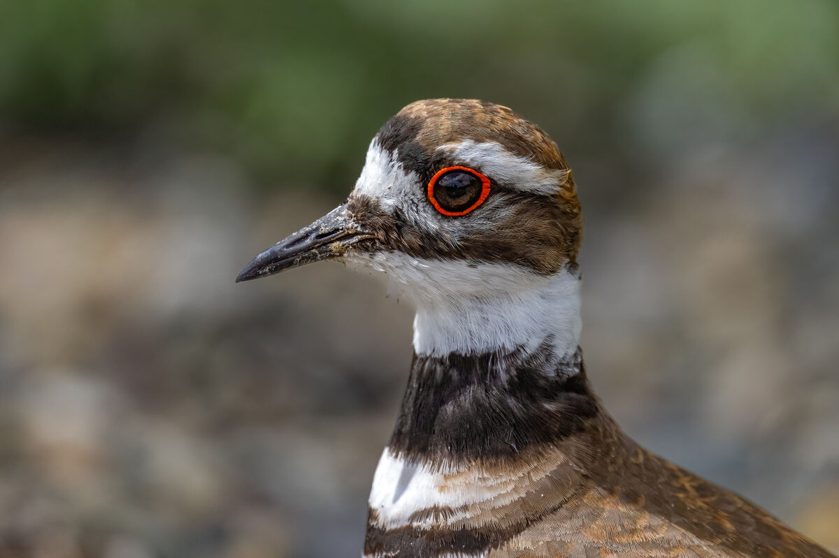 Fun Set Belfair State Park 5-22-2024: Went back to search for Killdeer ...