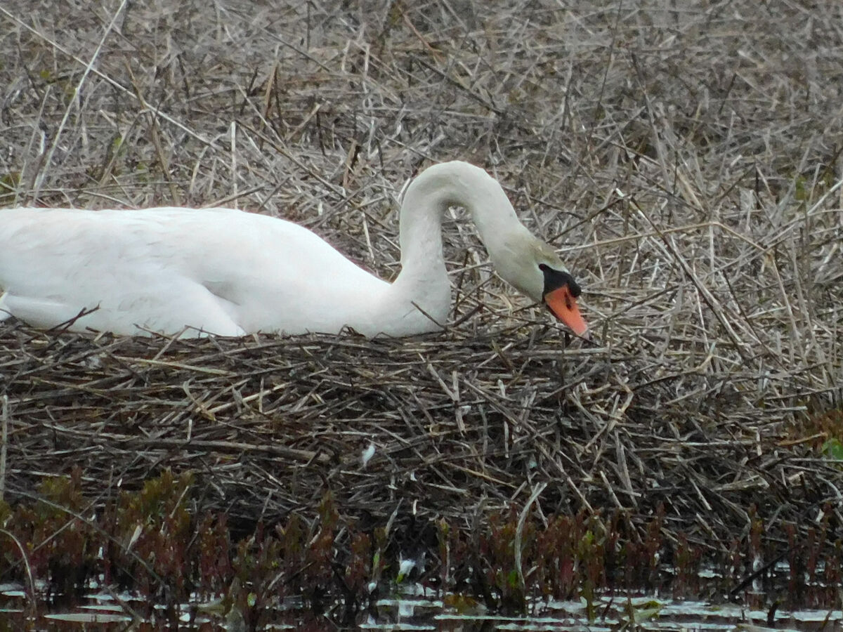 We Might See a New Swan Family: Mom is sitting on a nest! Dad swam over to shore to make sure I ...