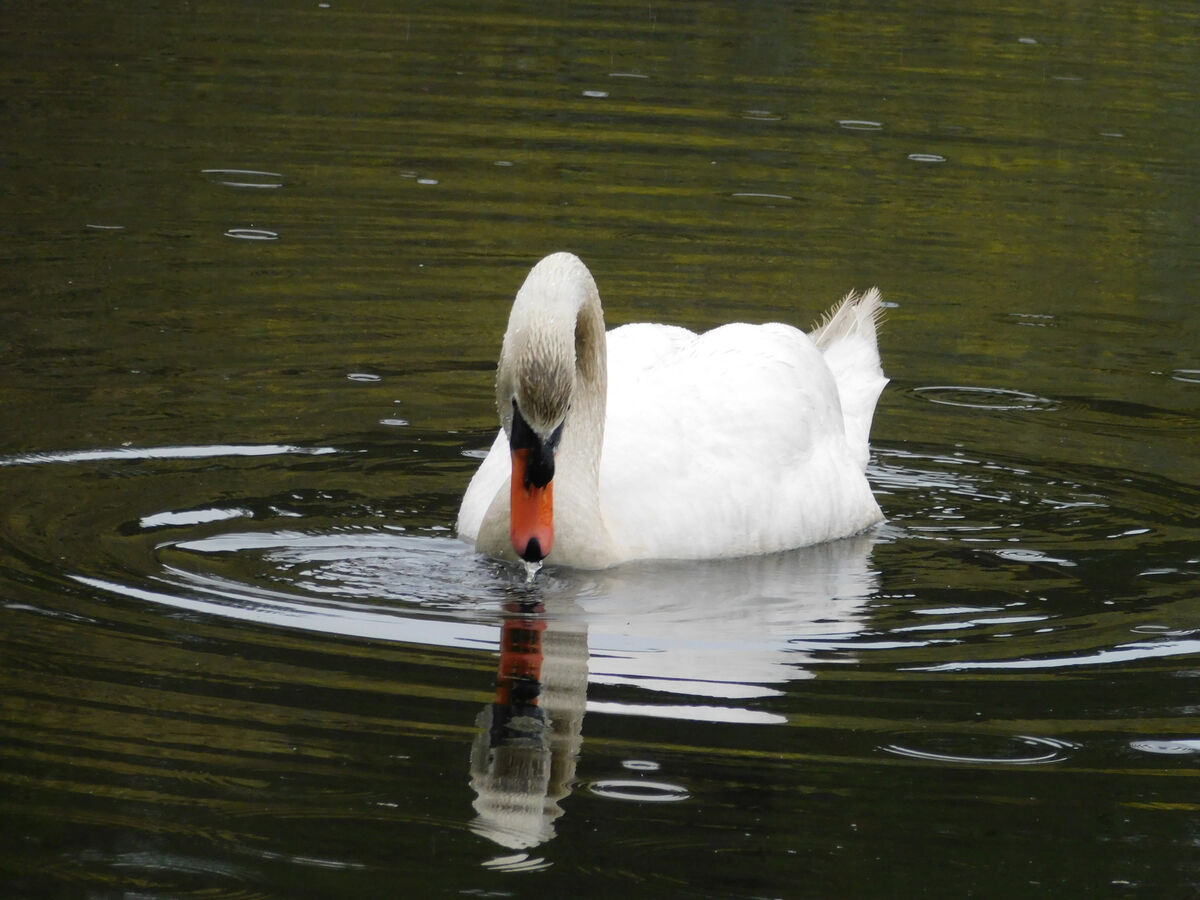 We Might See a New Swan Family: Mom is sitting on a nest! Dad swam over to shore to make sure I ...
