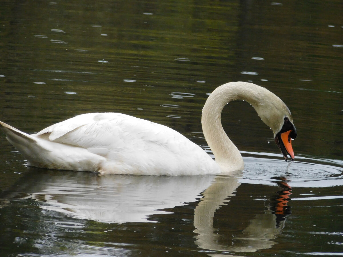 We Might See a New Swan Family: Mom is sitting on a nest! Dad swam over to shore to make sure I ...