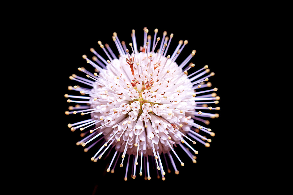 Playing with a couple Button Bush Flowers: Button Buch with colored ...