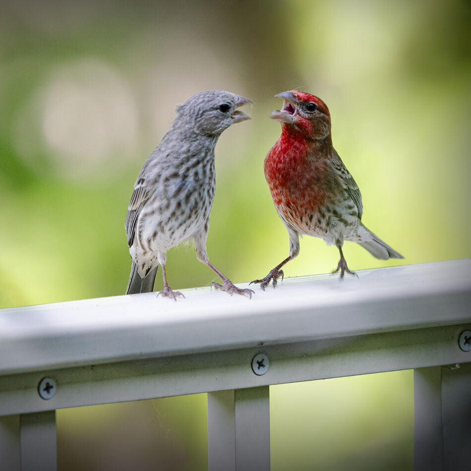 American finch family argument: In the backyard near their nest.
