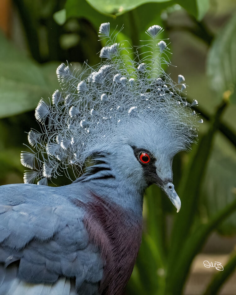 The Don King look: The Victoria Crowned Pigeon. The most elegant Pigeon ...