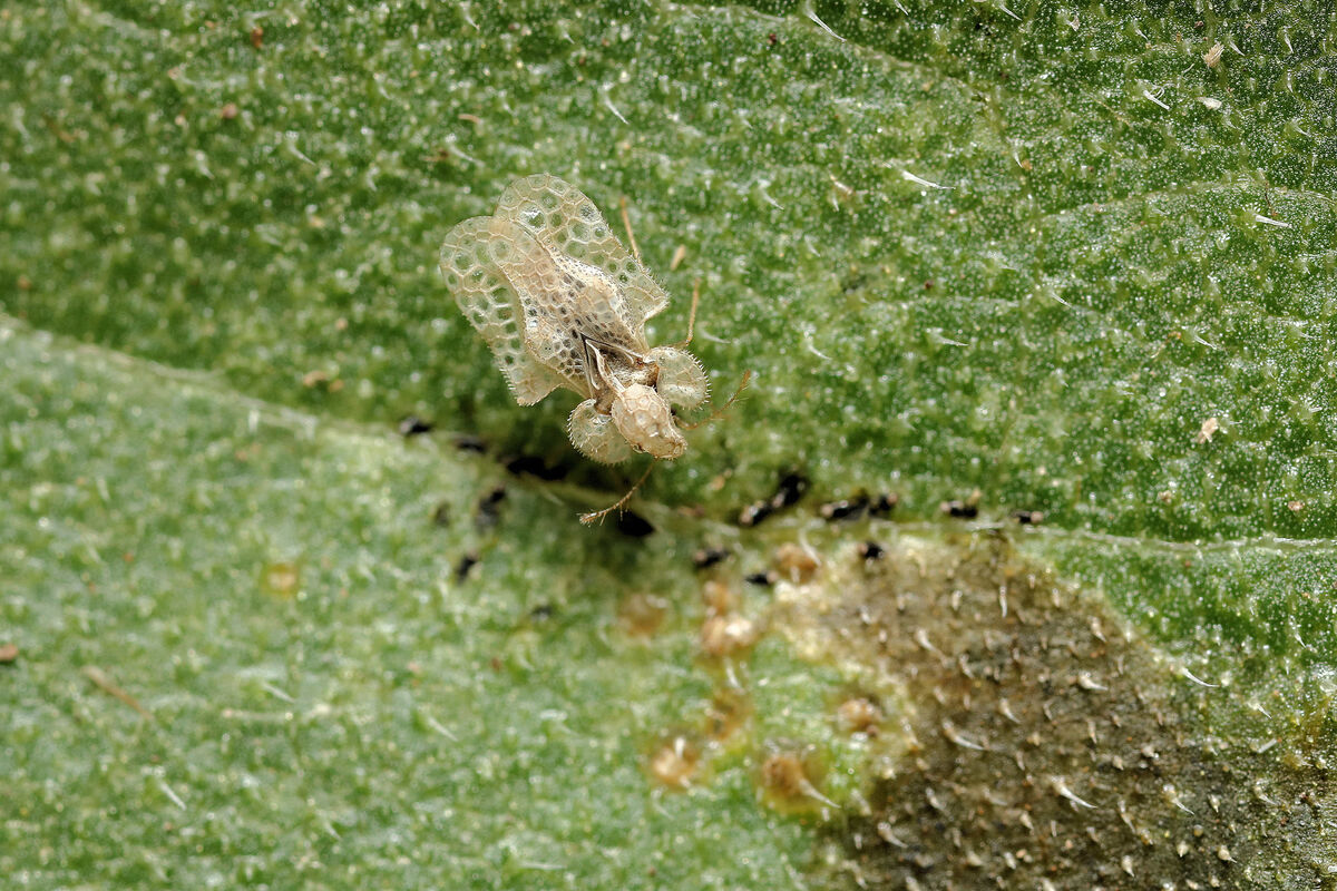 lace bug: tiny wood lice with springtail for comparison, last pic...