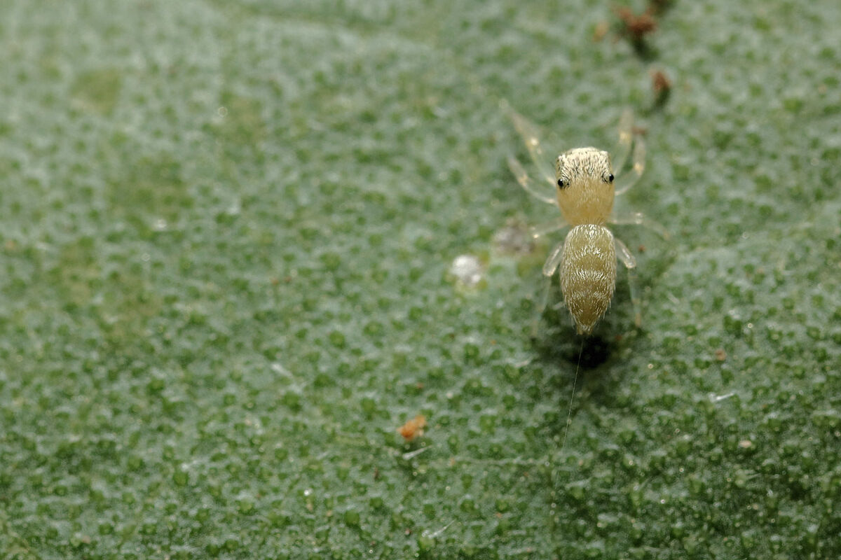 lace bug: tiny wood lice with springtail for comparison, last pic...