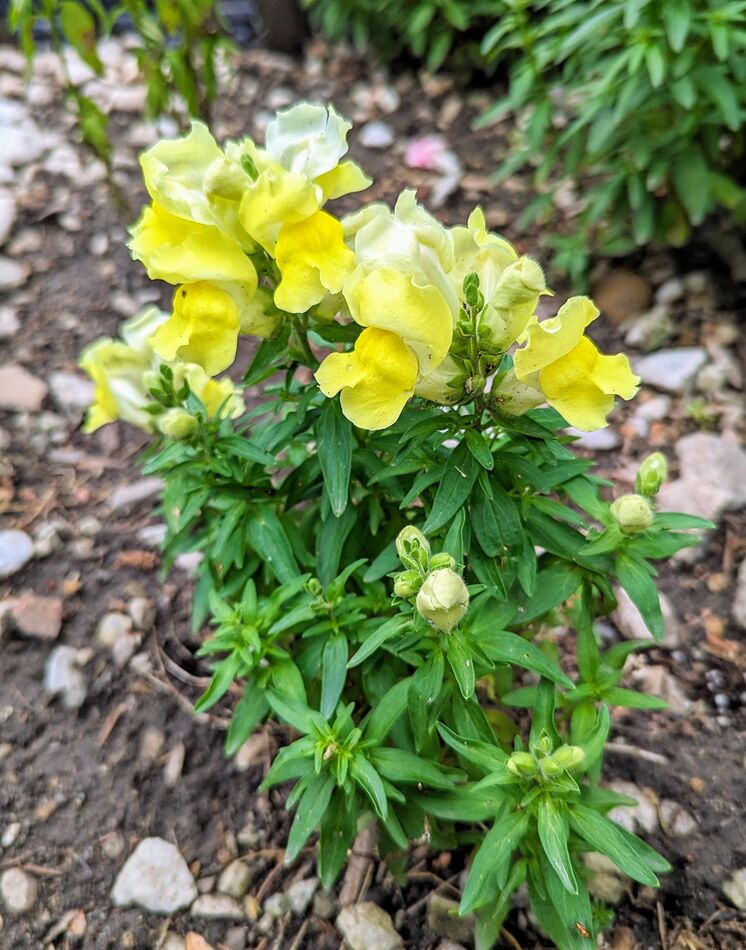 More Barb's Snapdragons/1: Turned into perennials several years back ...