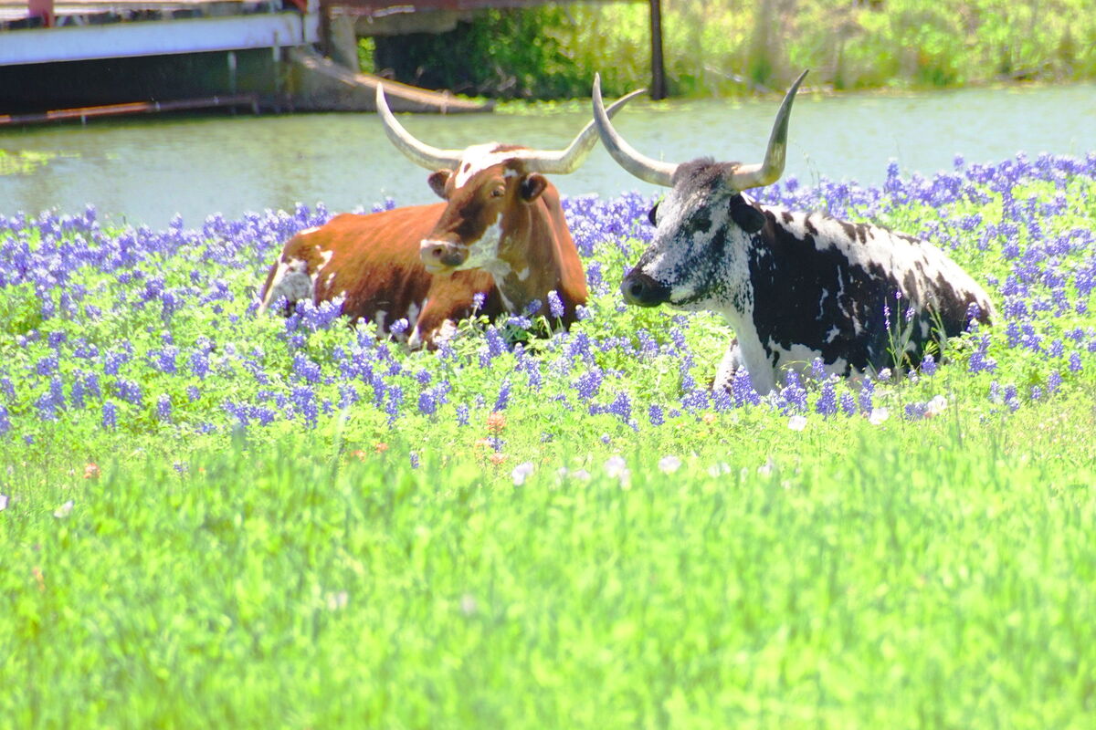 The Longhorn: Since before statehood the longhorn has been synonymous ...