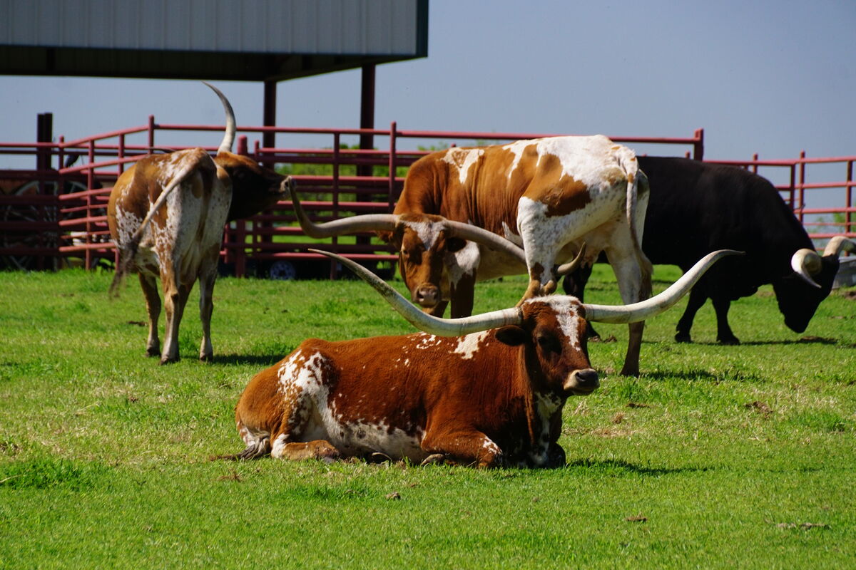 The Longhorn: Since before statehood the longhorn has been synonymous ...