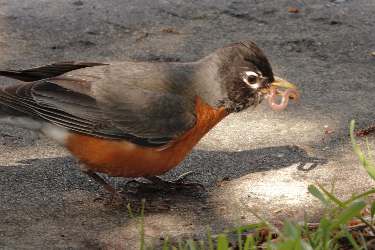 A Robin Has to Eat: After watering my back yard I noticed Robins poking ...