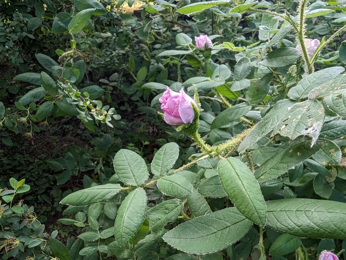 OMG😯😯😯: This bush has been here as long as I can remember. I mean, most ...