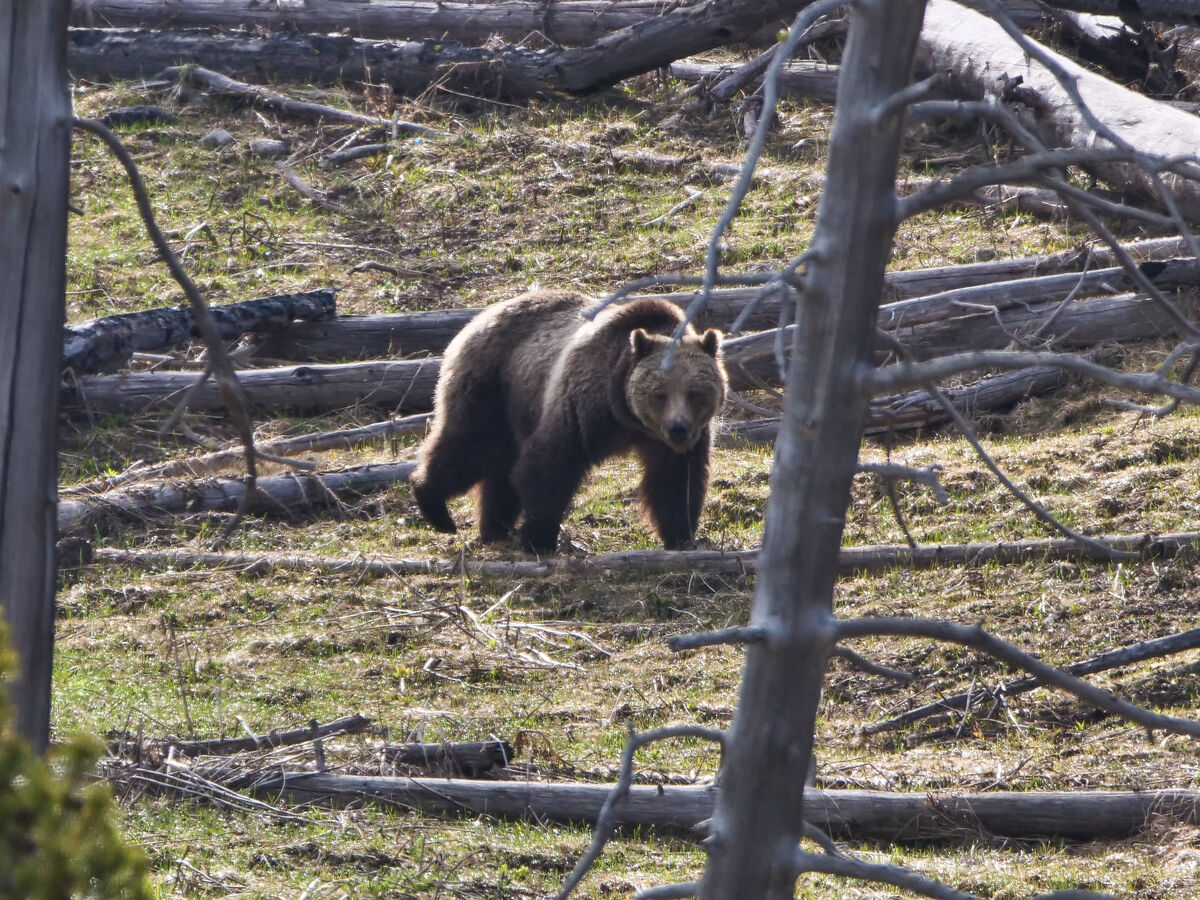 Grizzly Family Lumbering Along A Distant Hillside: Had the good fortune ...