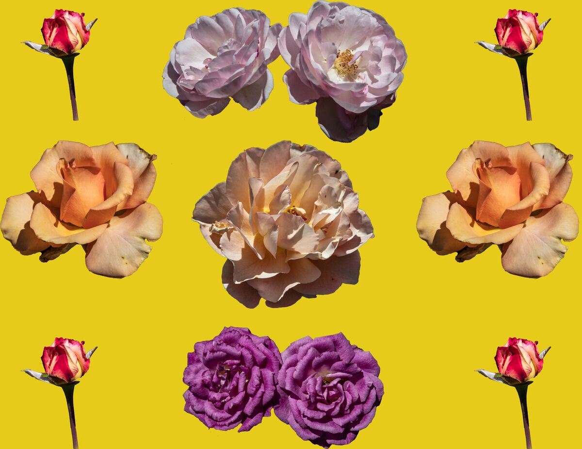 Mesa, Az., community college rose garden: The volunteer staff here are ...