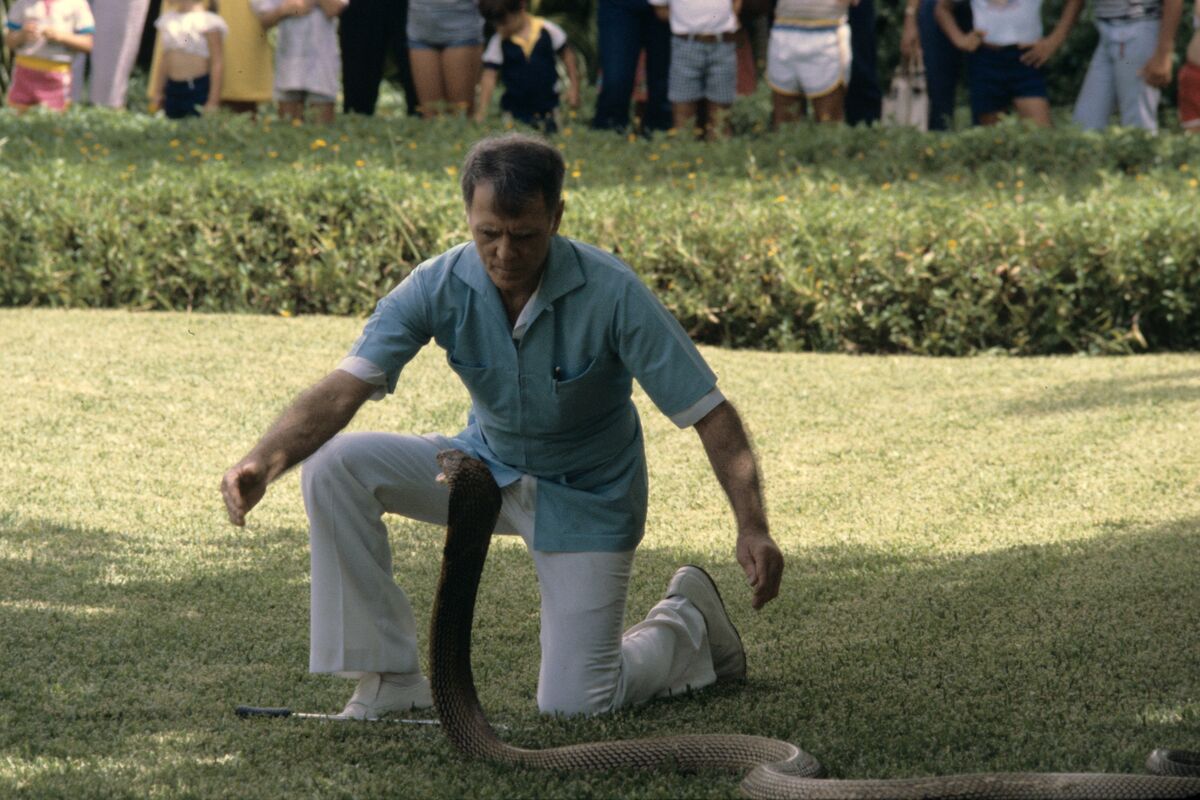 Miami Serpentarium: A must-see attraction opened by Bill Haast in 1947 ...