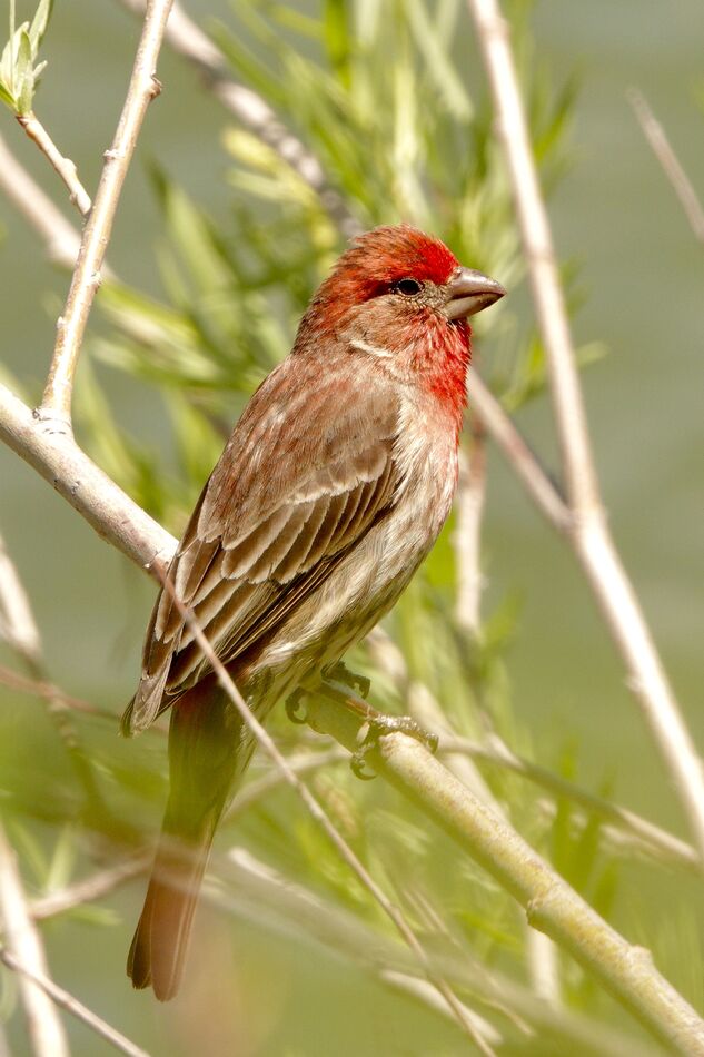The House Finch Family: I spotted these two House Finches on my last ...