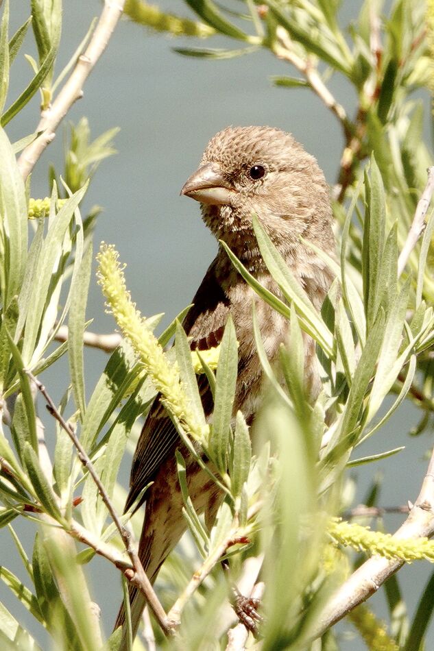 The House Finch Family: I spotted these two House Finches on my last ...