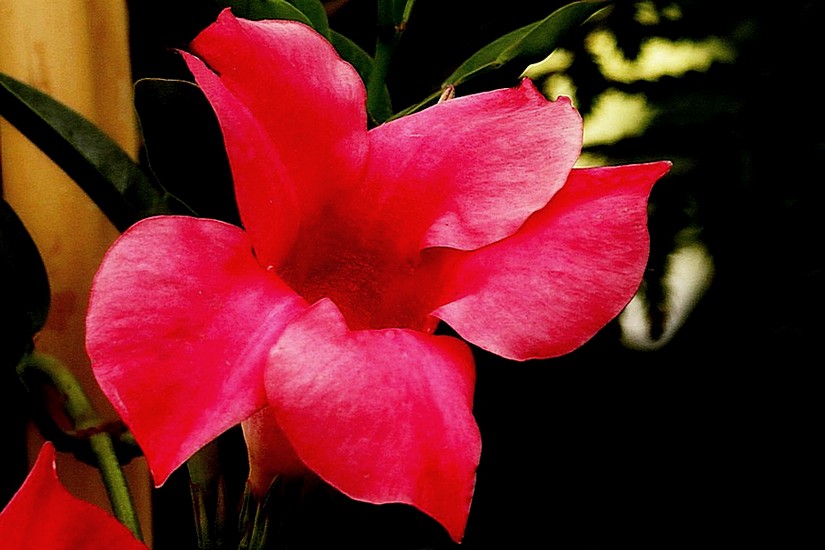 "Brazilian Jasmine.": Lens: Canon EF-S 55-250mm, IS, STM. Camera: Canon ...