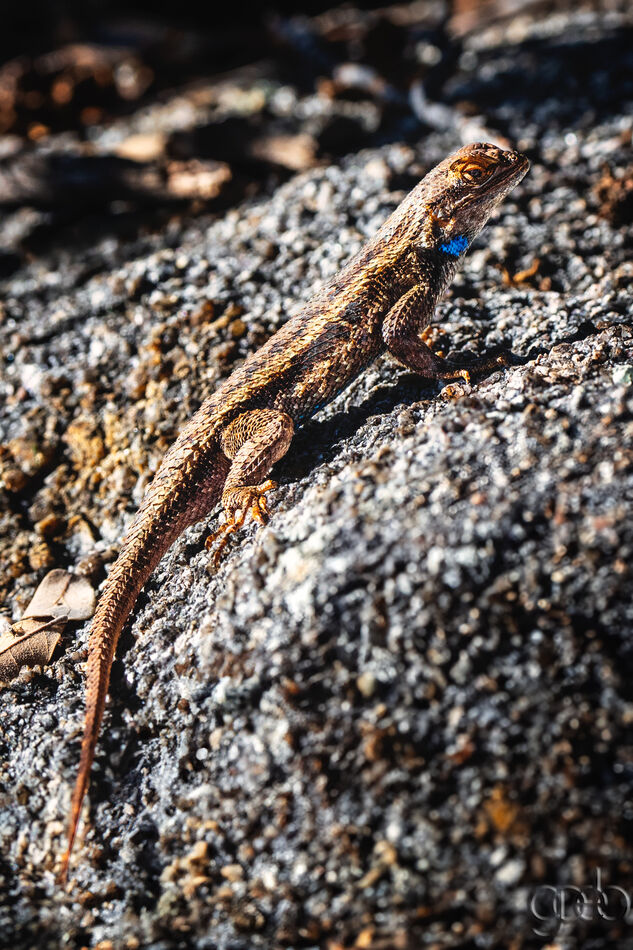 Birds and a Lizard: I tried out a new camera while on the lake Saturday ...