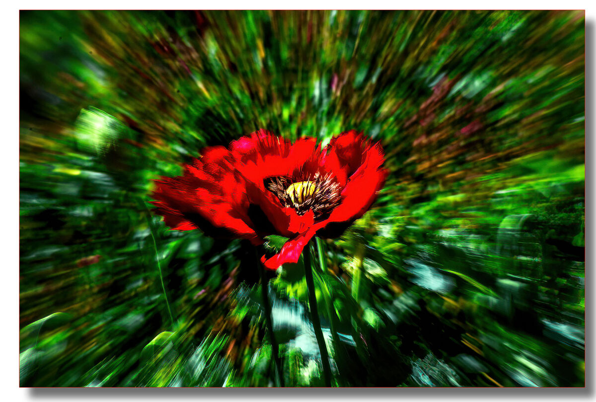 Poppy: A poppy, almost straight, and with a bit of a twirl. And then a ...