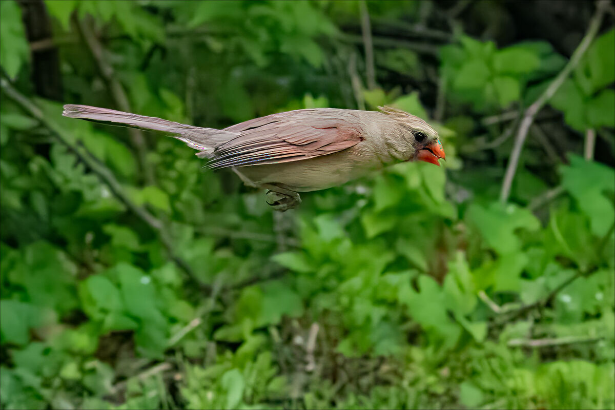 Birds in Flight: Last week was a good week for photographing small ...