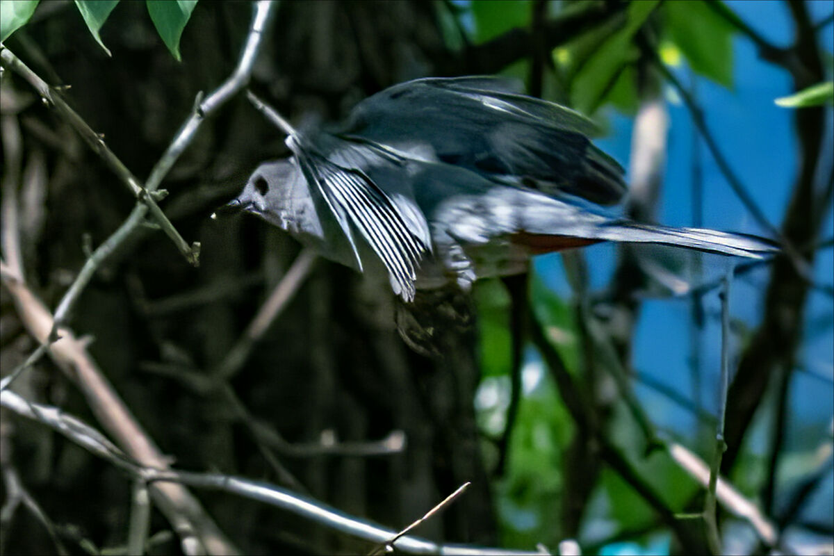 Birds in Flight: Last week was a good week for photographing small ...