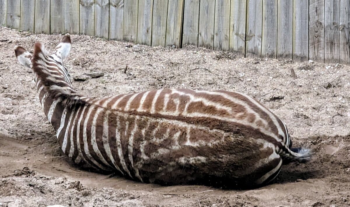 Zebra Frolicking: Like a little puppy😊😊😊...