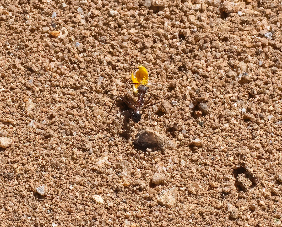 First of the year: Ants...