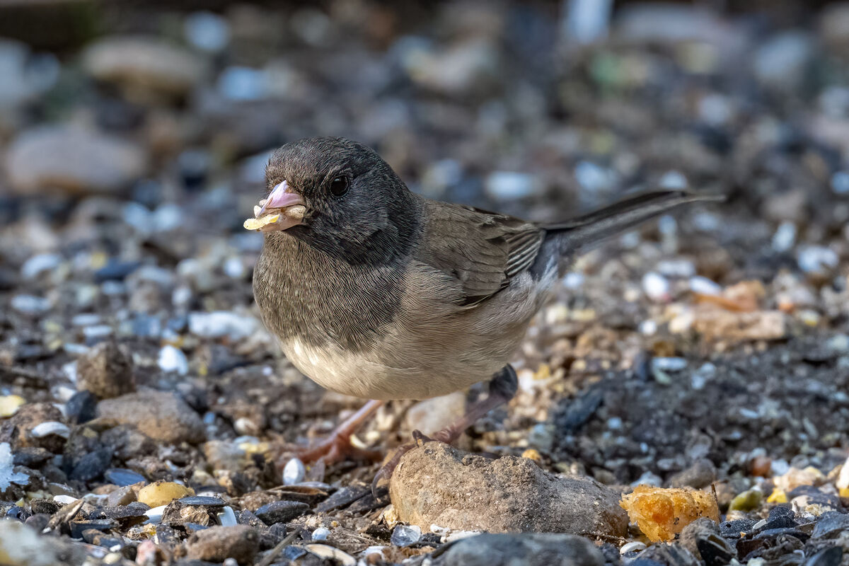 Dark-eyed Junco Our Yard 5-7-2024: Female I believe. Cute shot with ...