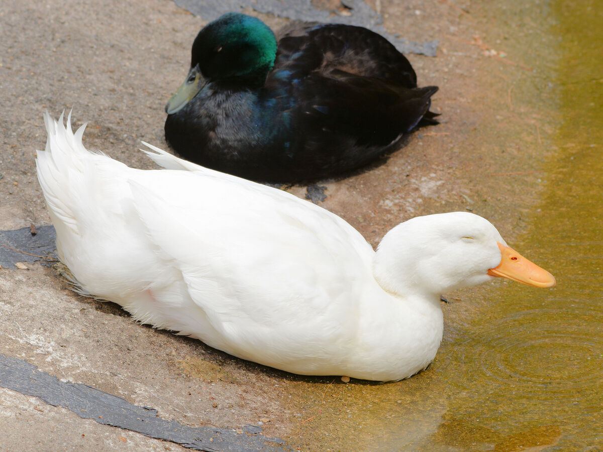 Smiling Ducks at the Zoo Pond: Yes, always a little smile on their ...