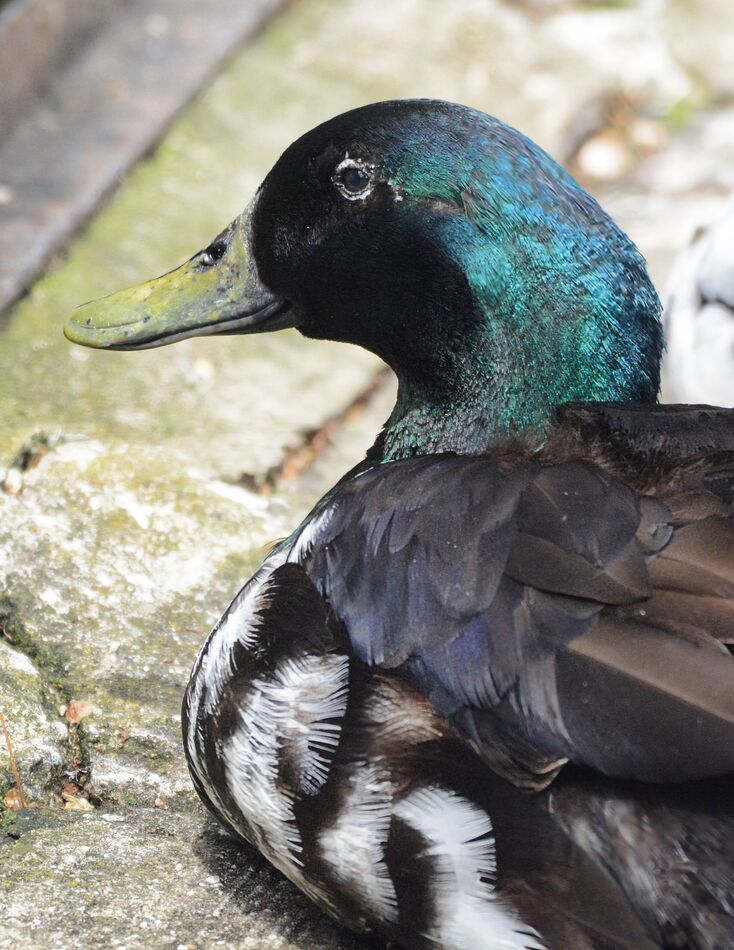 Smiling Ducks at the Zoo Pond: Yes, always a little smile on their ...