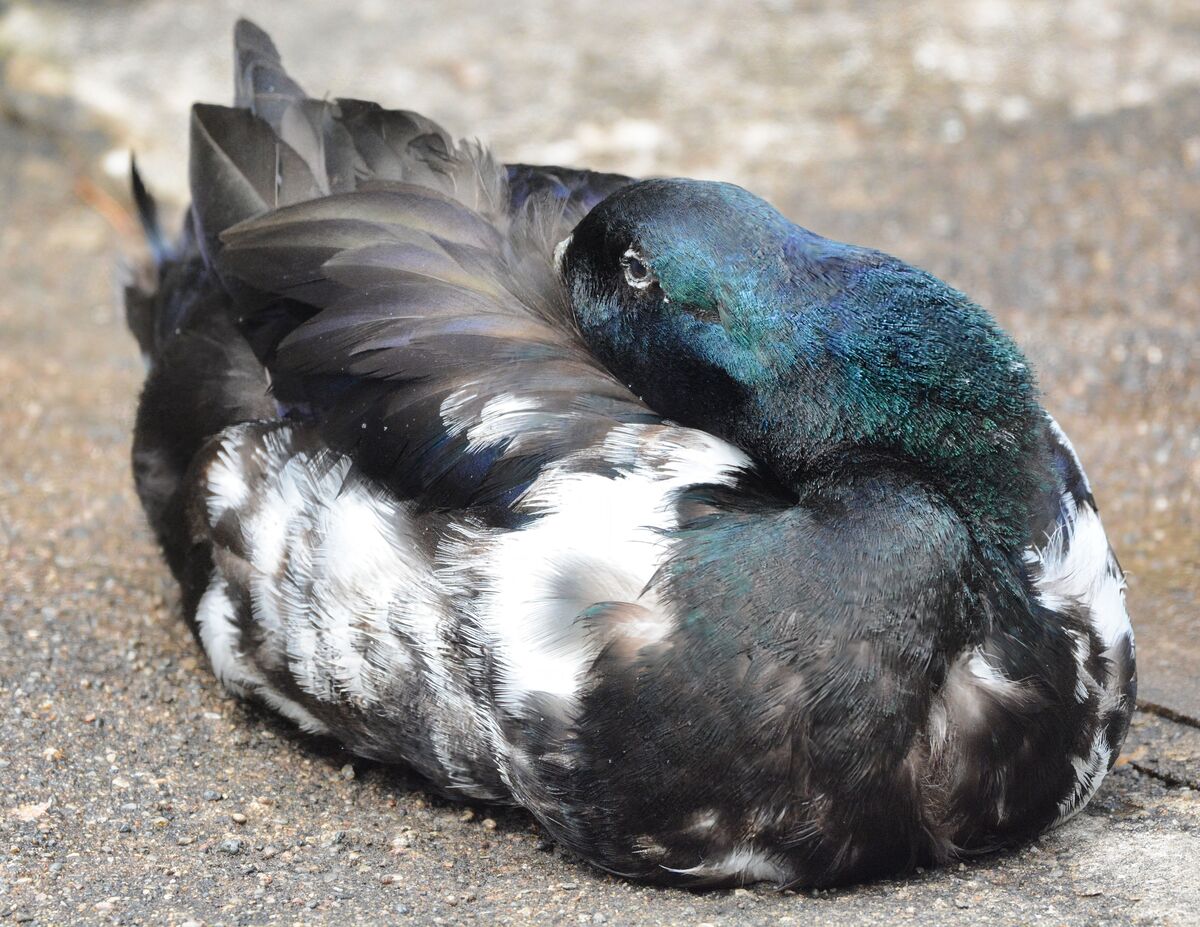Smiling Ducks at the Zoo Pond: Yes, always a little smile on their ...