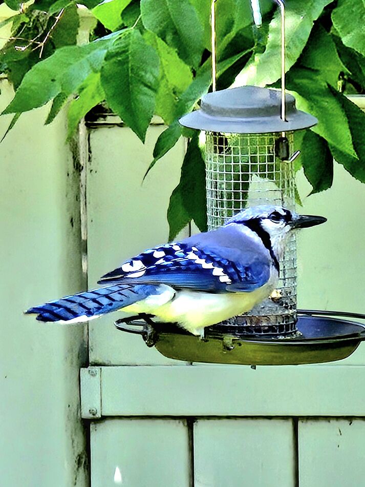 Blue Jay: I am relying on my phone so much more lately. PP is ...