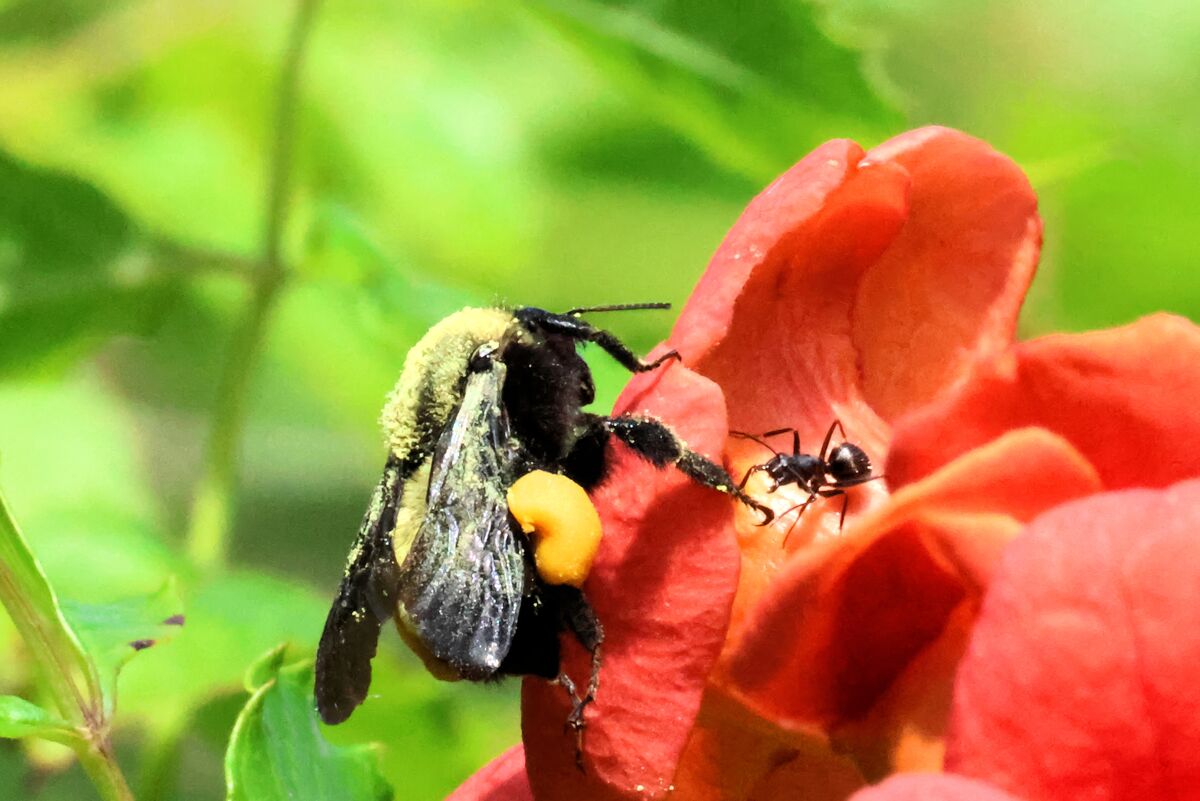 Bombidae vs formicidae: An ant had claimed this trumpet vine flower and ...