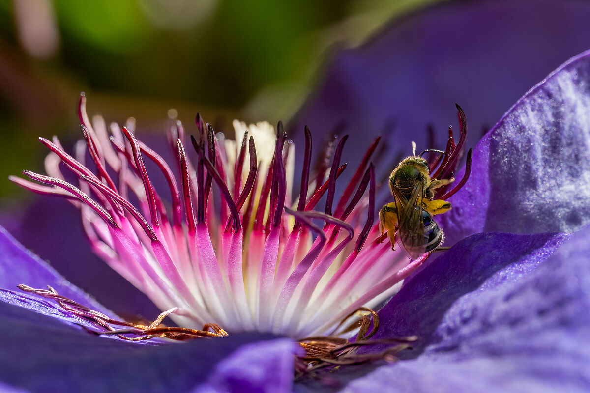 Bees-Honey Bees Our Yard 6-9-2024 Luv Me Sum Bees: Finally saw Honey ...