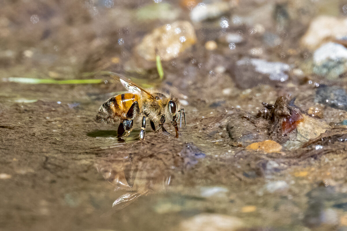 Bees-Honey Bees Our Yard 6-9-2024 Luv Me Sum Bees: Finally saw Honey ...