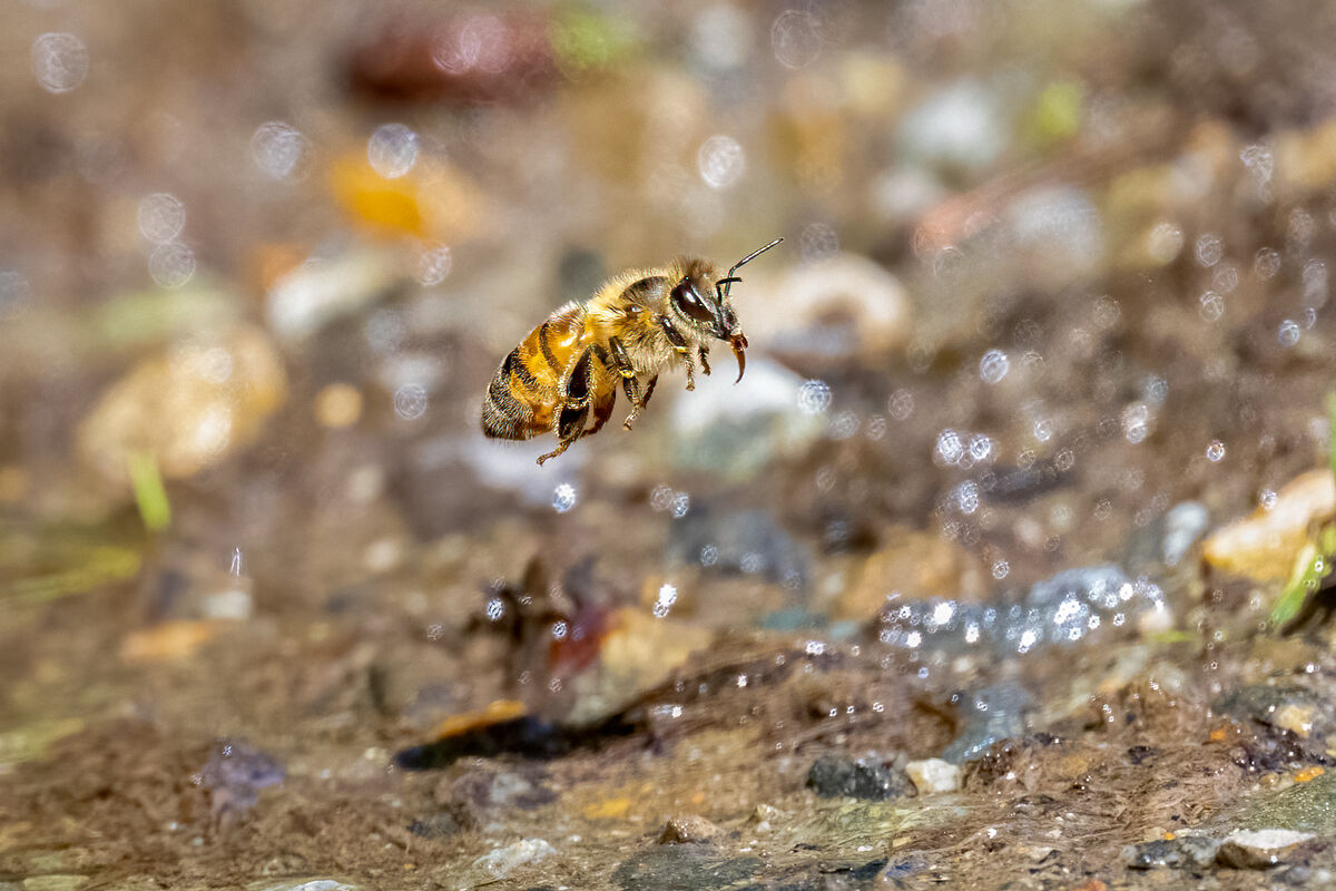 Bees-Honey Bees Our Yard 6-9-2024 Luv Me Sum Bees: Finally saw Honey ...