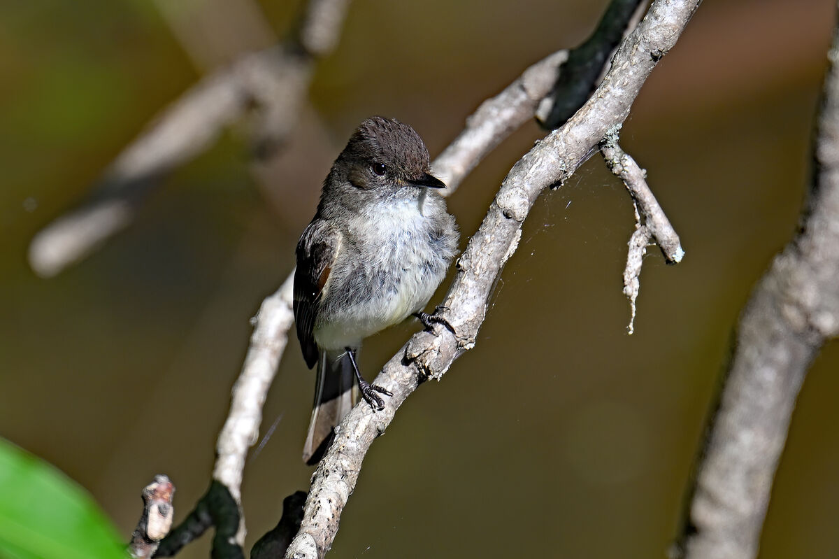 Eastern phoebe: Bynum Bridge, Pittsboro, NC. Early June, 2024. Comments ...