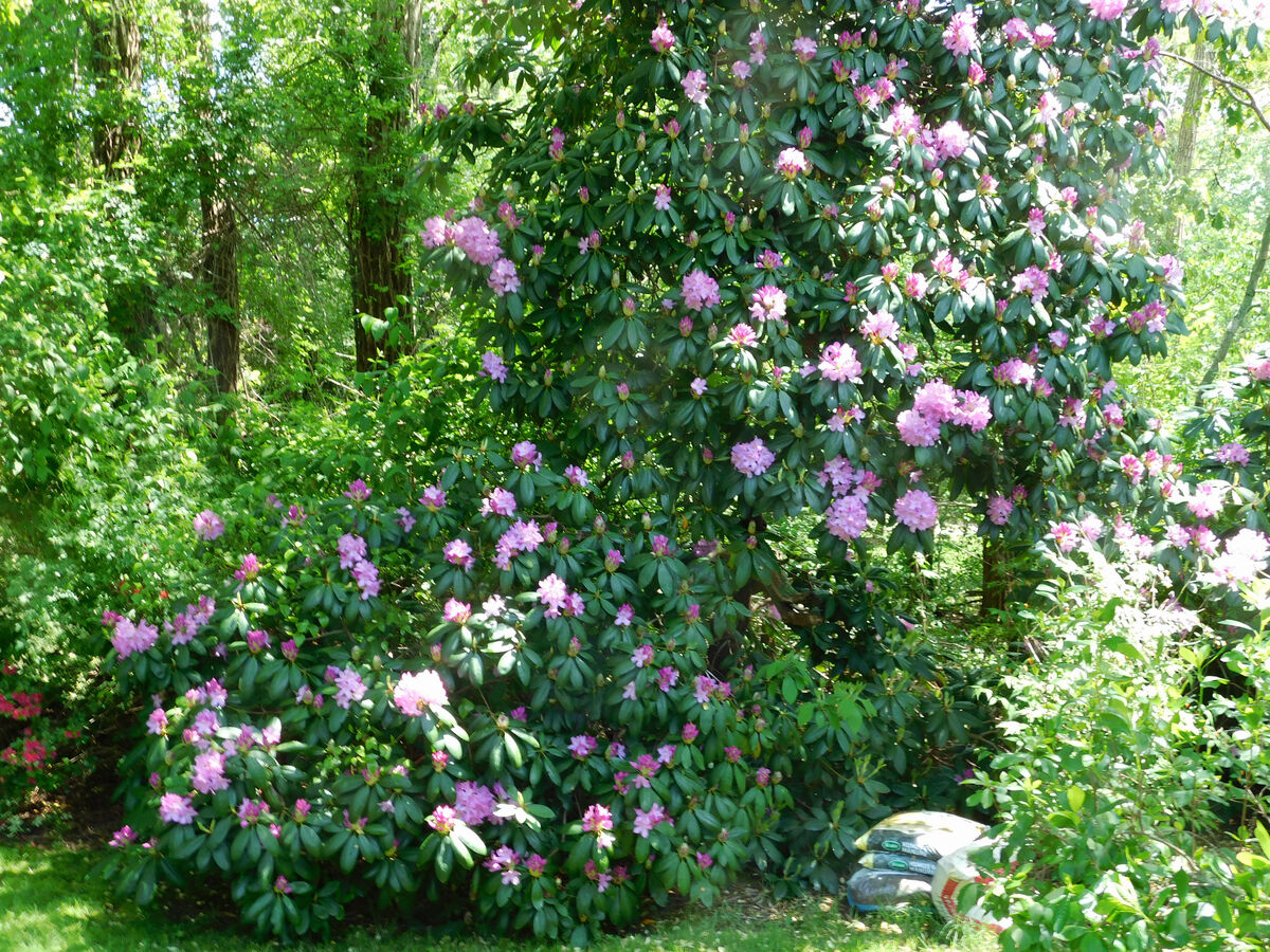 Rhodies: Rhododendrons can grow quite large, and they add a great ...